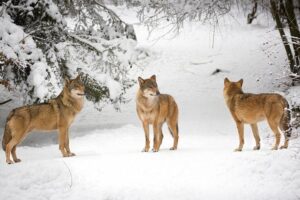 Animals Live in Cold Climates: Surviving the Harshest Environments ...
