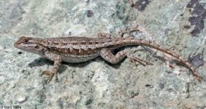 Is There a Lizard That Lives in Cold Climates? Discover Nature’s Most ...