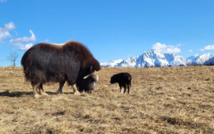 Meet the Musk Ox: The Arctic's Ancient Grazer - Cold Animals