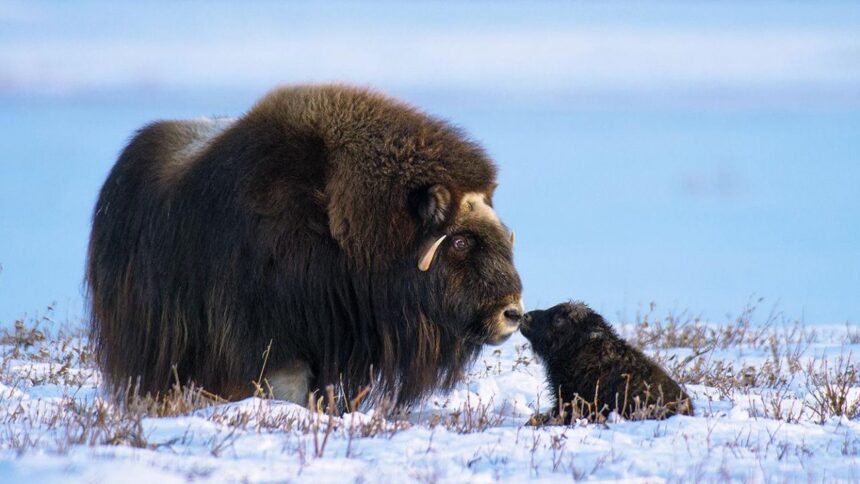Meet the Musk Ox: The Arctic's Ancient Grazer - Cold Animals