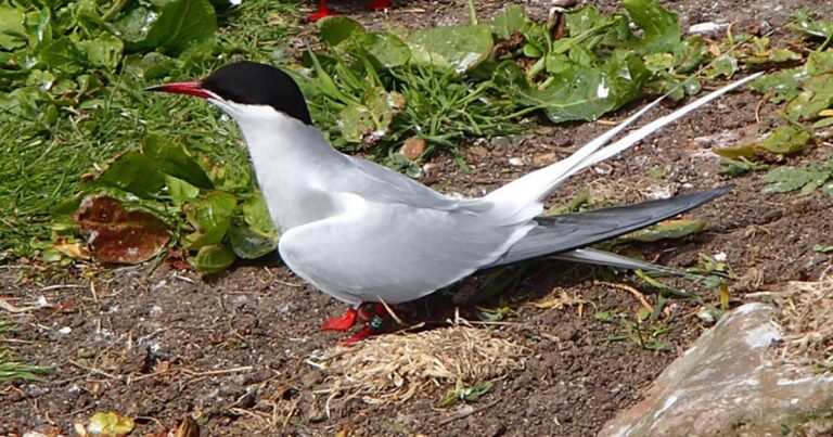 Arctic Tern Migration: Nature’s Longest Journey from Pole to Pole ...