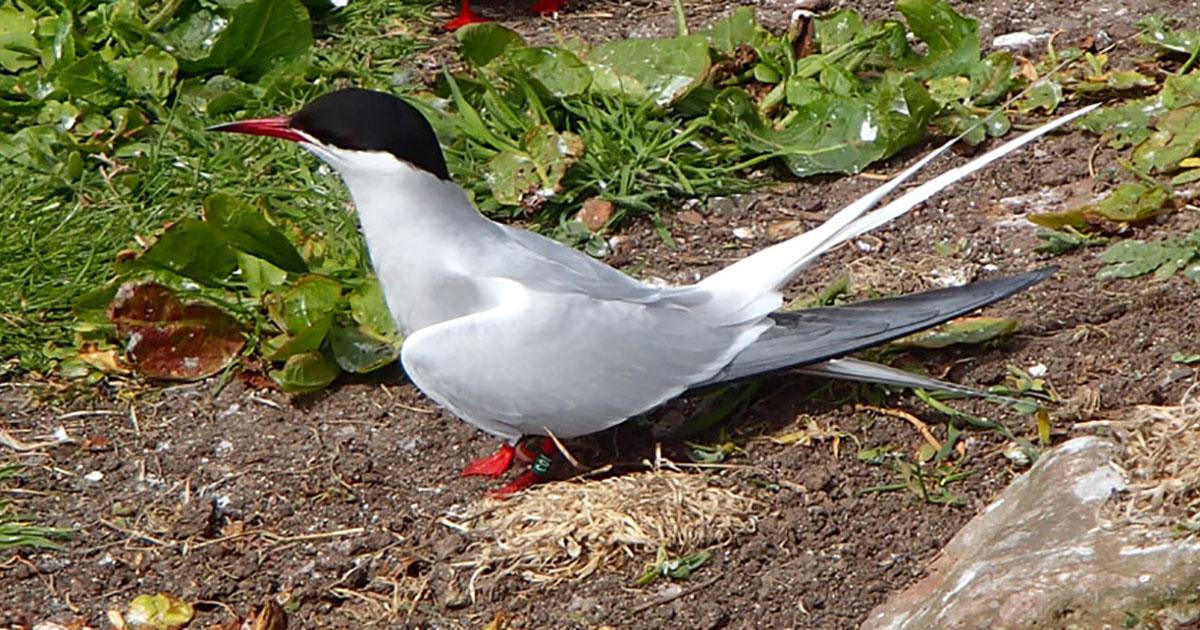 Arctic Tern Migration: Nature’s Longest Journey from Pole to Pole ...