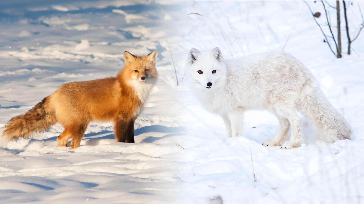 How Arctic Foxes Survive Extreme Cold - Cold Animals