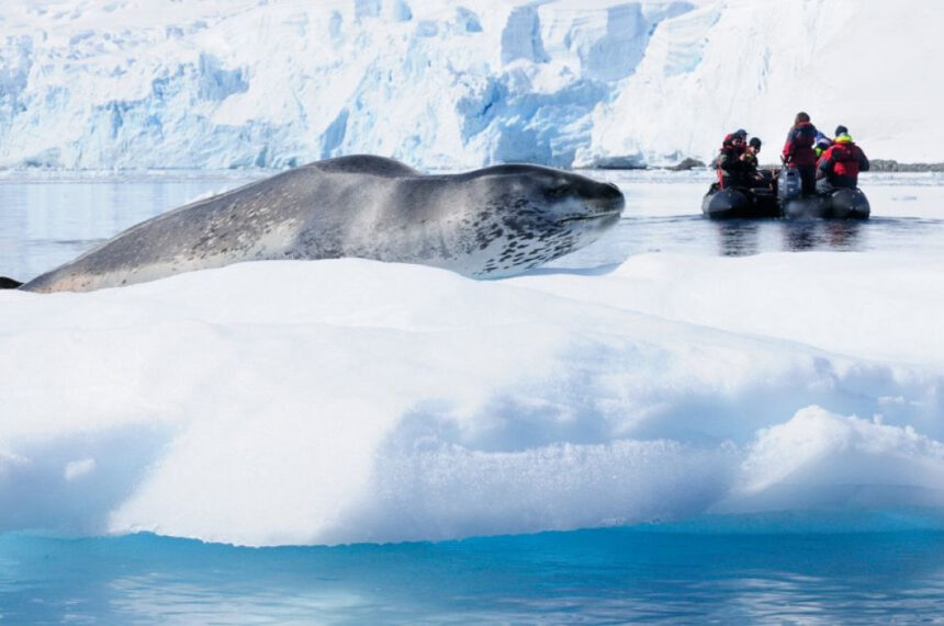 Leopard Seal Facts: Apex Predators of the Antarctic - Cold Animals