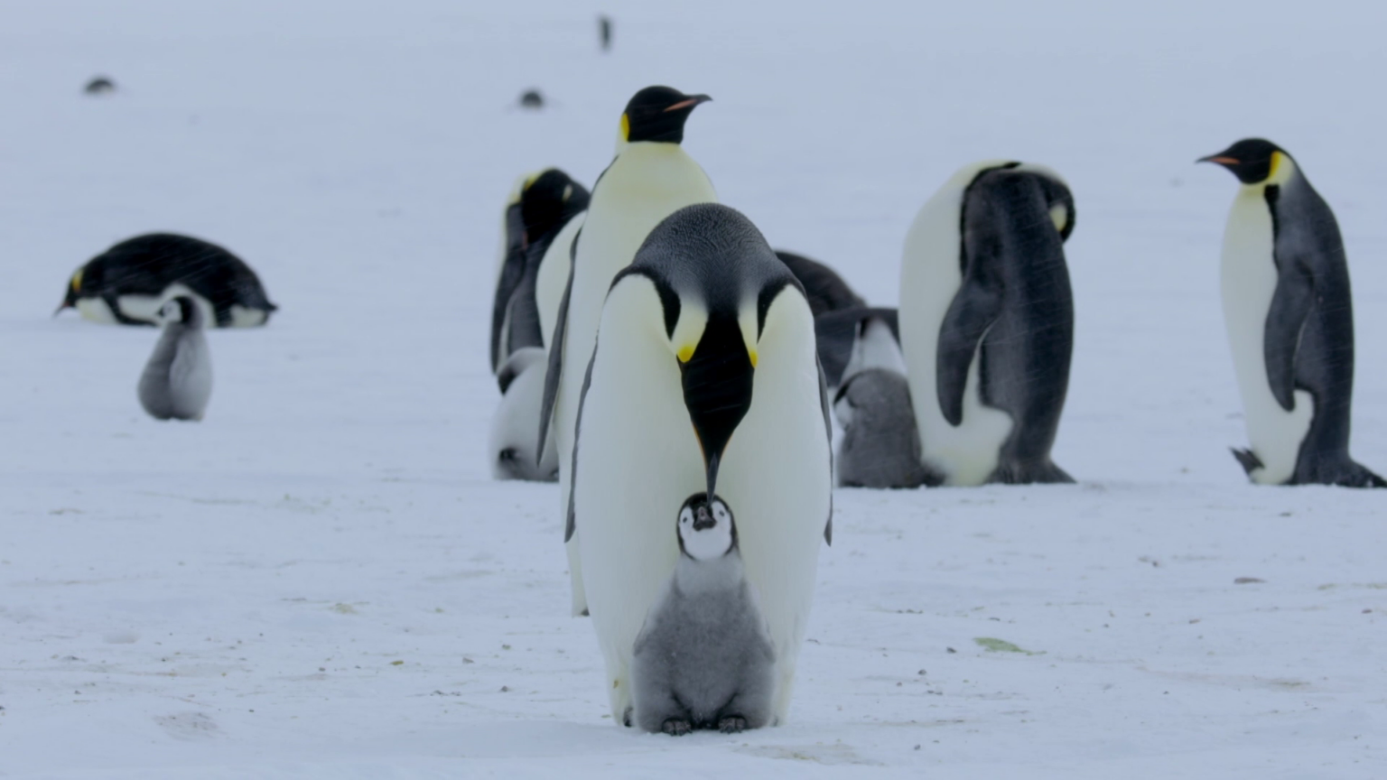 Emperor Penguins: Surviving the Harshest Winters - Cold Animals