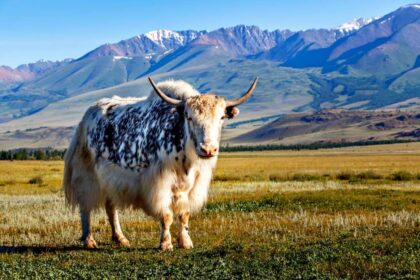 How Yaks Thrive in High-Altitude Cold Regions - Cold Animals