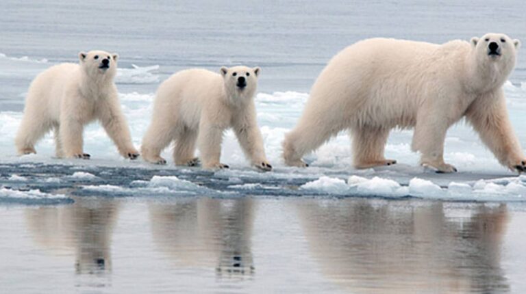 Top 10 Fascinating Facts About Polar Bears - Cold Animals
