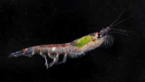 The Role of Krill in the Antarctic Ecosystem - Cold Animals
