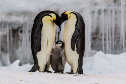 Emperor Penguins: Surviving the Harshest Winters - Cold Animals