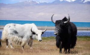 How Yaks Thrive in High-Altitude Cold Regions - Cold Animals