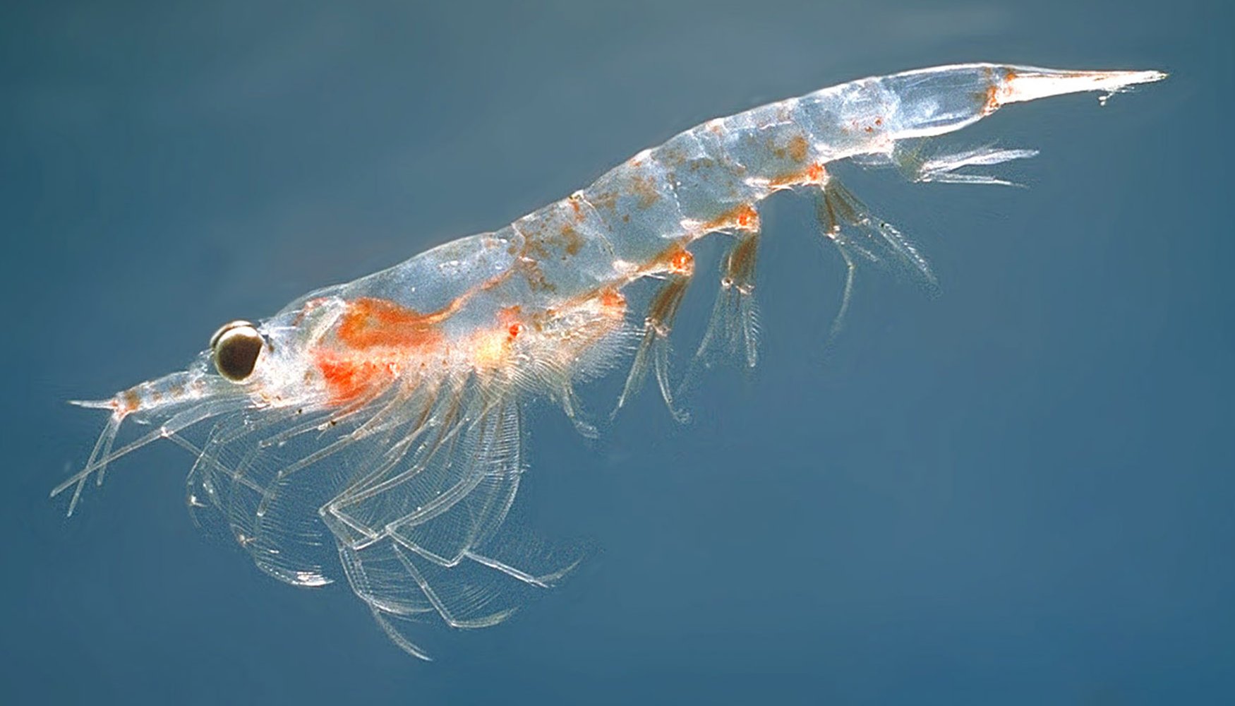 The Role of Krill in the Antarctic Ecosystem - Cold Animals
